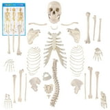 Skeleton Disarticulated Human - Walmart.com
