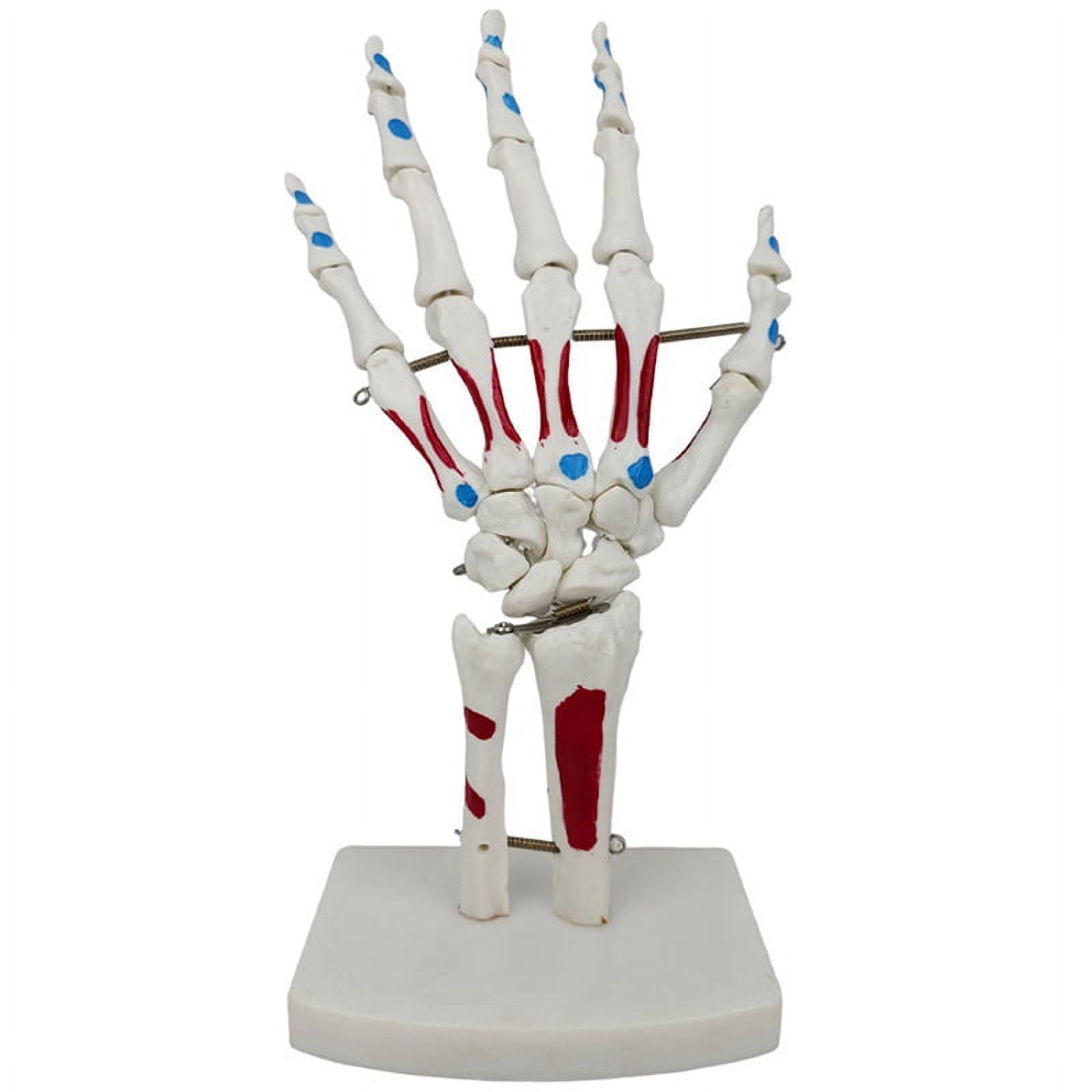 Skeleton Hand Model, Hand Joint Model, with Wrist, Ulna, Hinged Hand ...