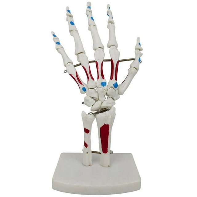 Skeleton Hand Model, Hand Joint Model, with Wrist, Ulna, Hinged Hand ...
