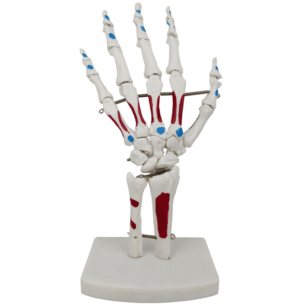 Skeleton Hand Model, Hand Joint Model, with Wrist, Ulna, Hinged Hand ...