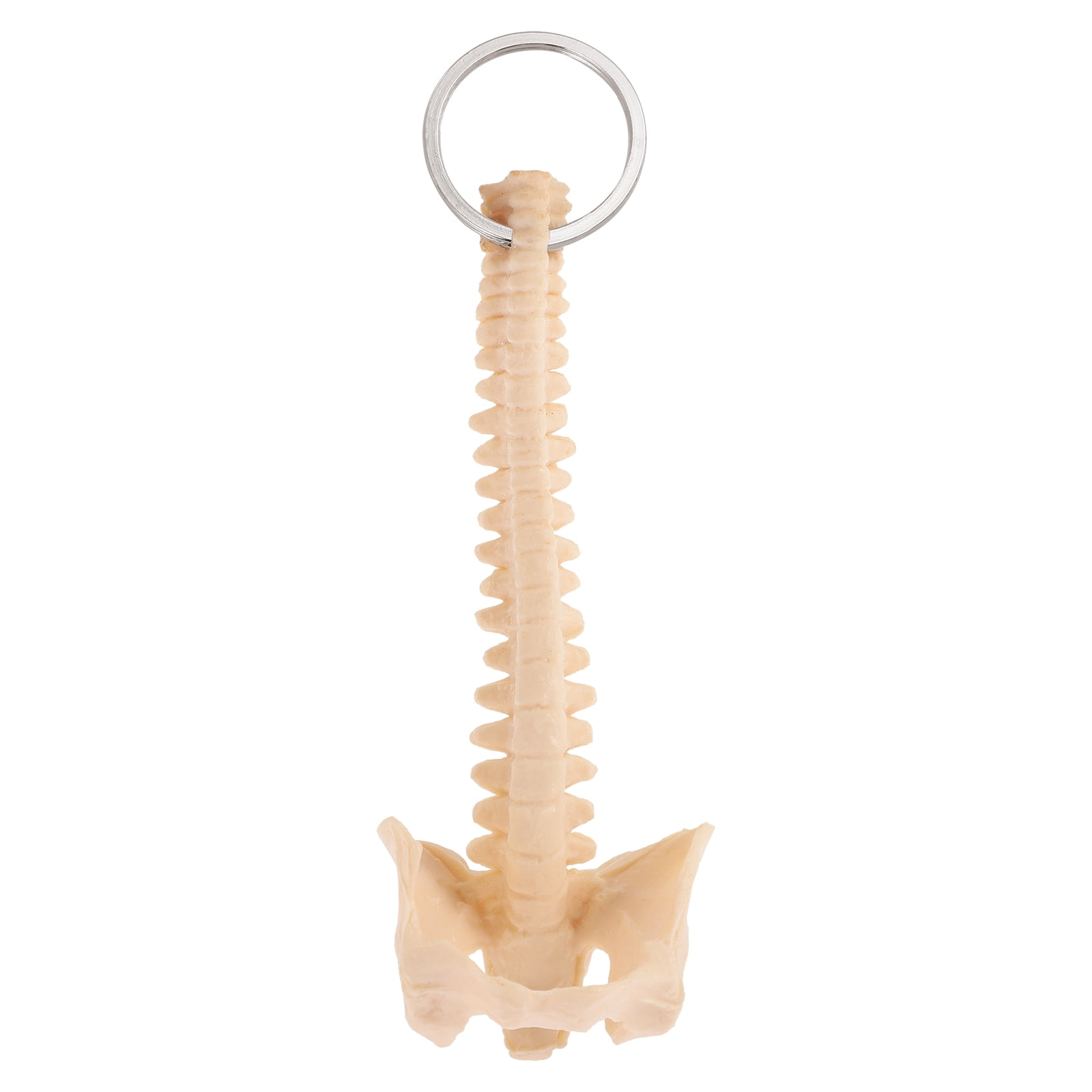 FOMIYES Skeletal Bone Key Chain Spine Model Pvc Beige 1Pcs 3.73X1.18X0 ...
