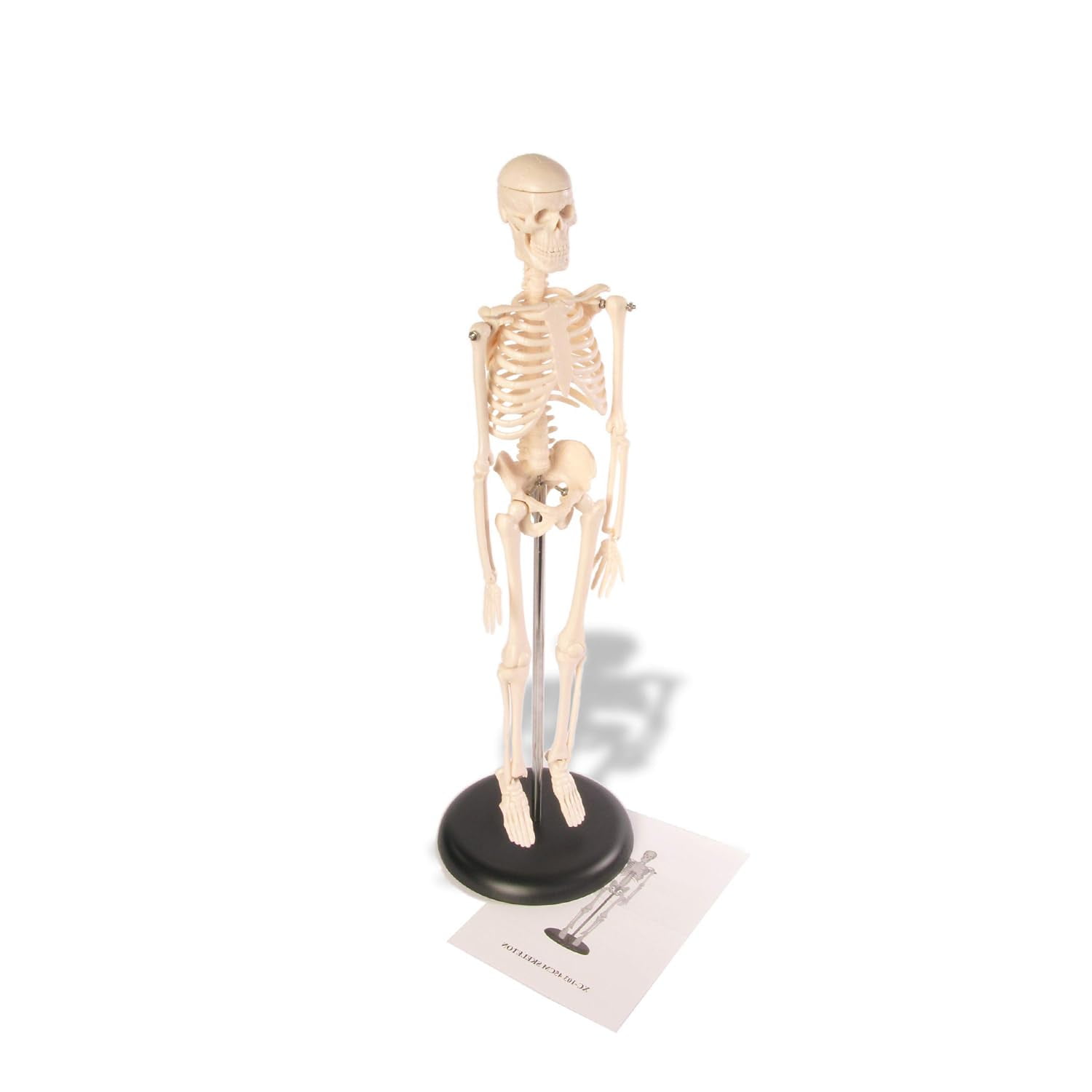 Skeleton Model，Learning Mannequin Full Body,Miniature Model, Easy to Manipulate,17 inches ...