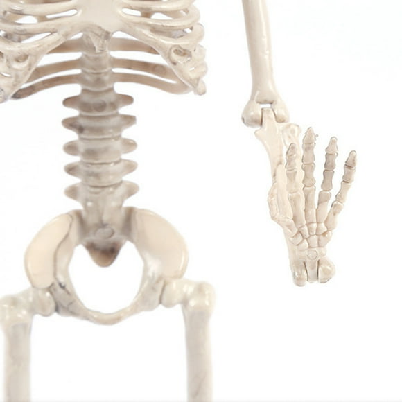 Posable Skeleton