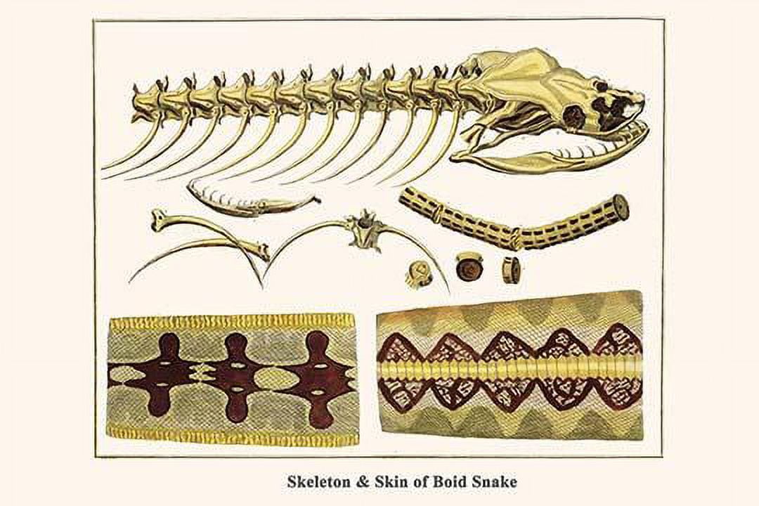 Skeleton & Skin of Boid Snake-Fine Art Canvas Print (20" x 30 ...