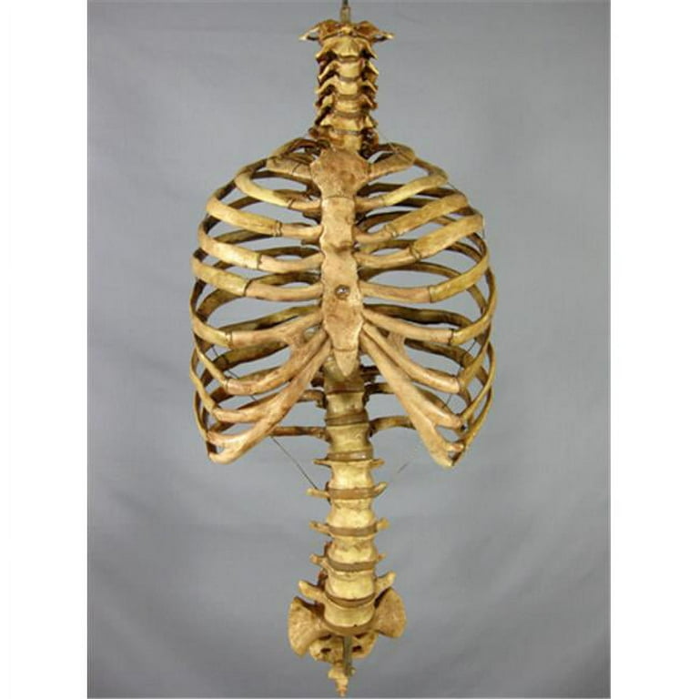 Real Human Skeleton Spine