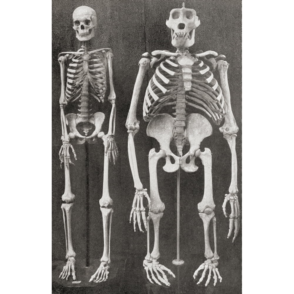 Skeletons Of Man Left And Gorilla Right. From The Living Animals Of The ...