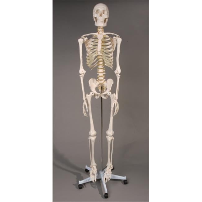 Skeletons and More 1st Class Life-Size Harvey in. Skeleton with stand ...