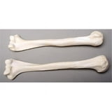 Skeletons and More Left Humerus Bone - Walmart.com