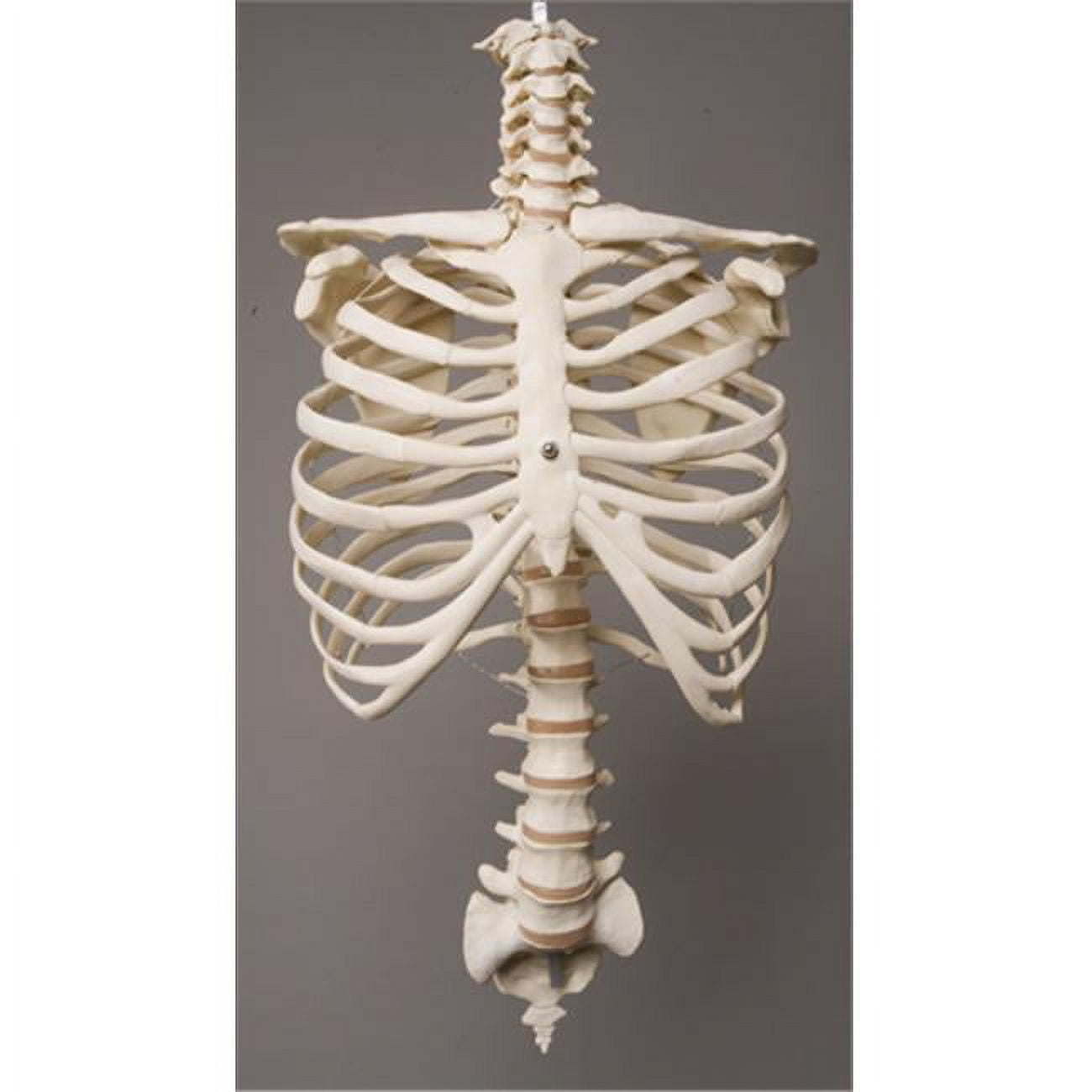 Real Human Skeleton Spine