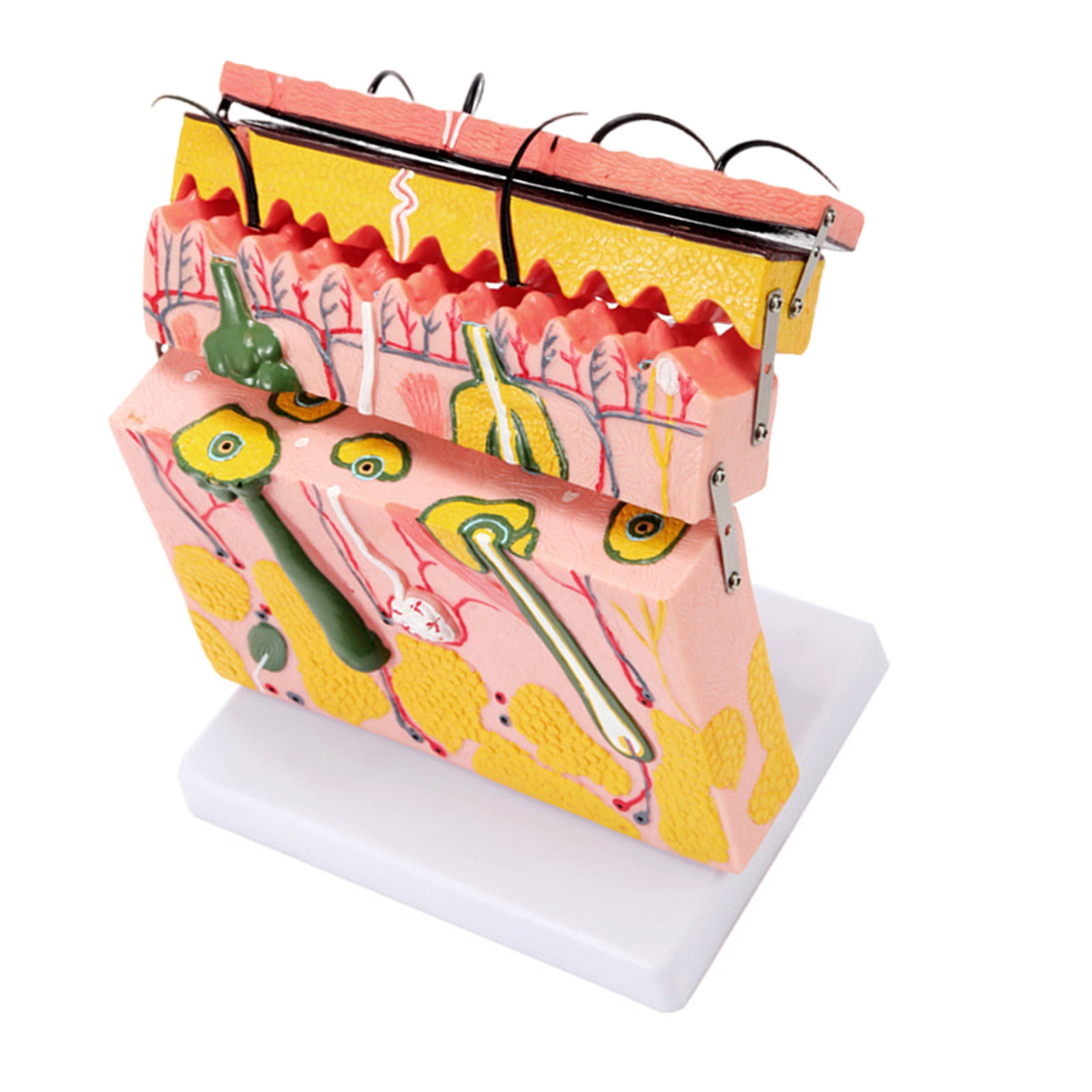 Skin Anatomical Model 70X Enlarged Skin Model Human Skin Structure ...
