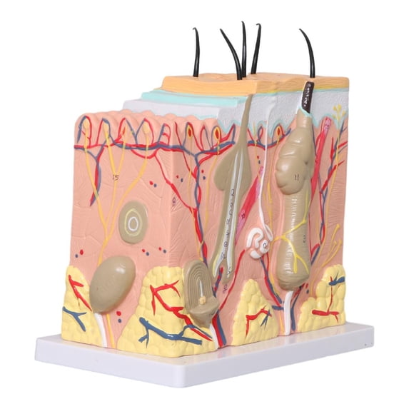 Skin Model, 50X Enlarged Skin Anatomical Model 3D Skin Layers ...
