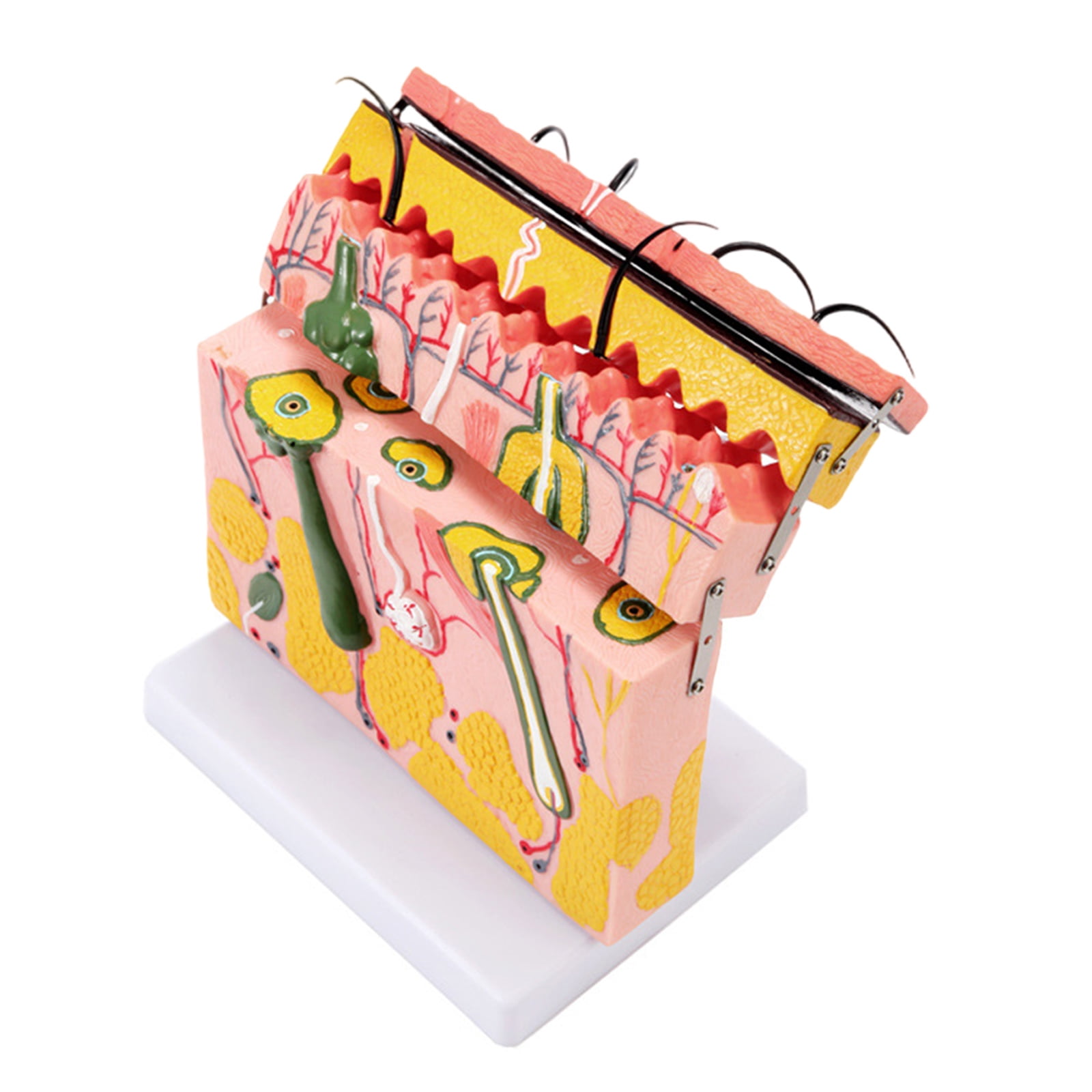Skin Model with Hair 70X Skin Anatomical Model Human Skin Structure ...