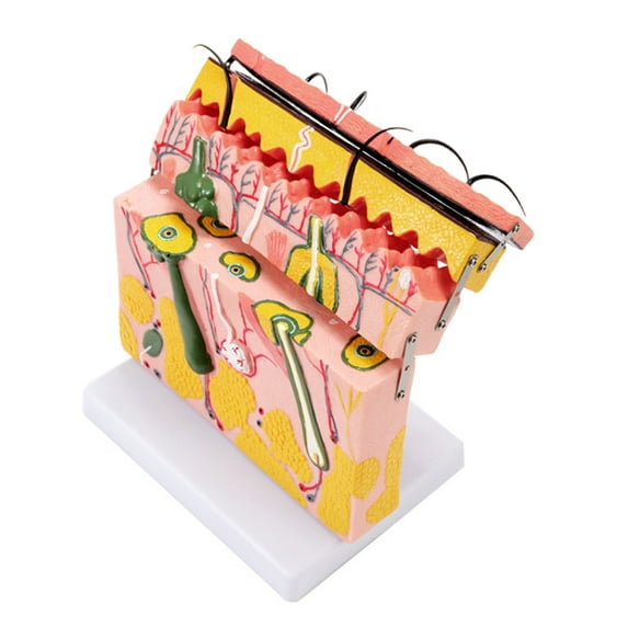 Skin Model with Hair 70X Skin Anatomical Model Human Skin Structure ...