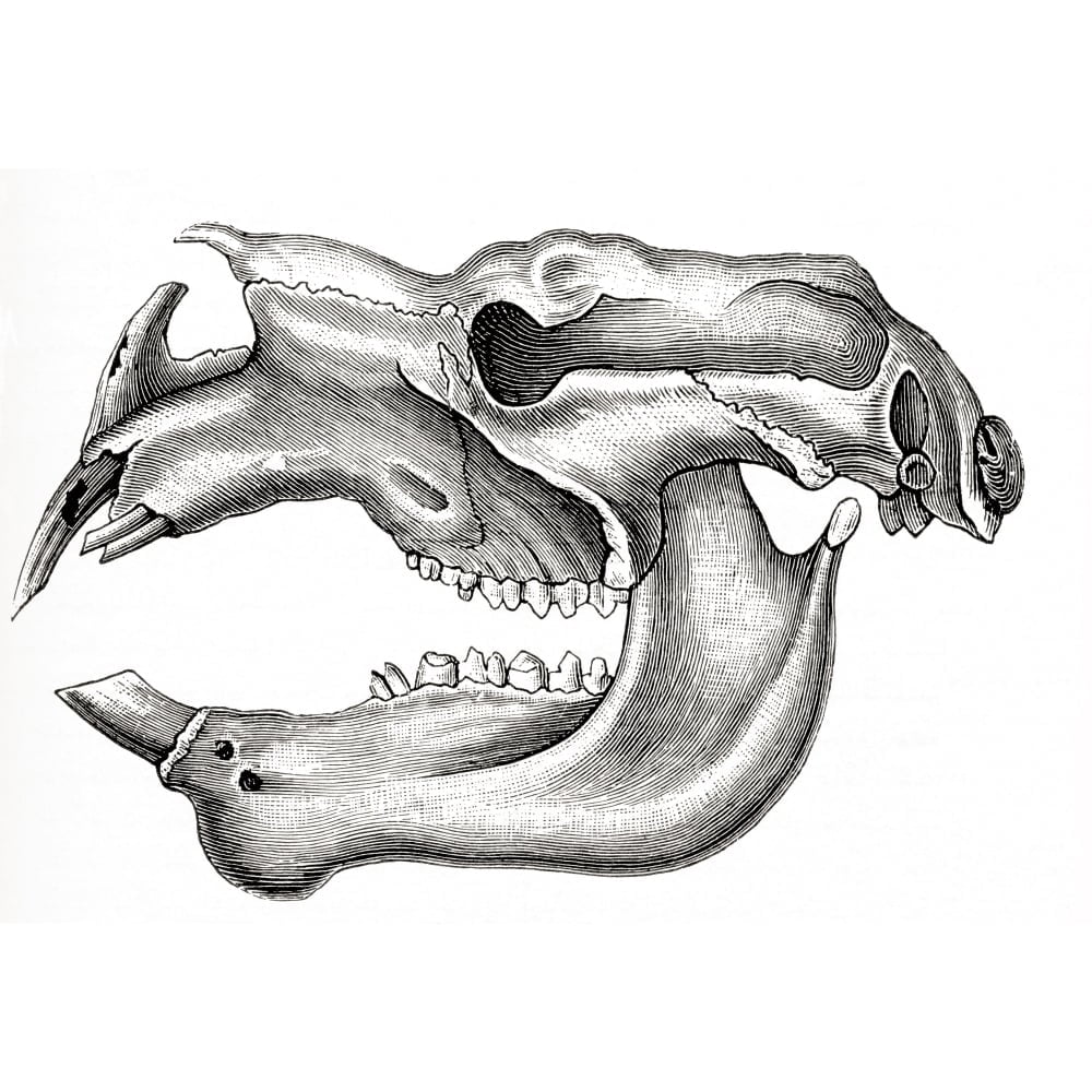 Skull And Lower Jaw Of A Gigantic Extinct Marsupial The Diprotodon ...