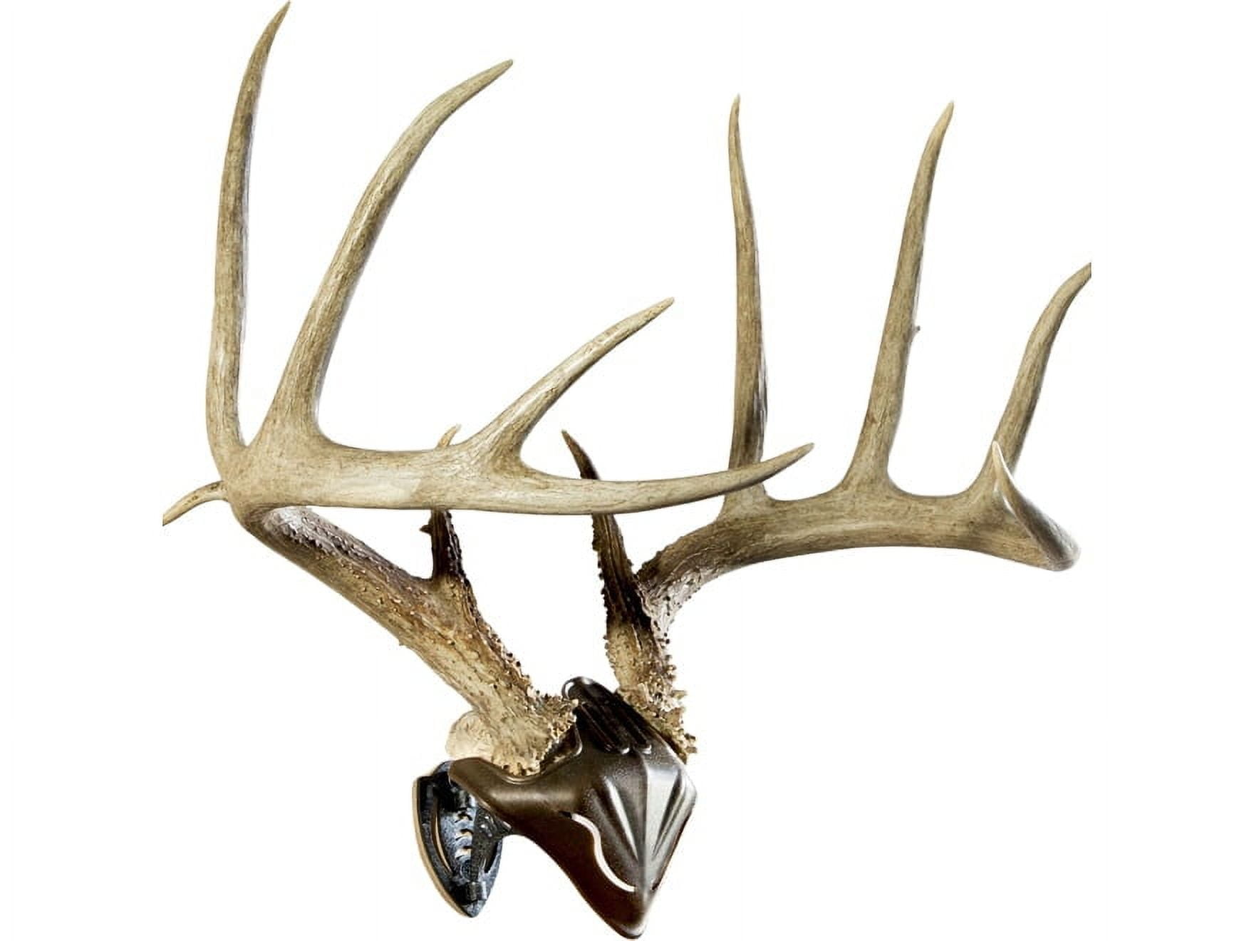 Skull Hooker Bone Bracket European Trophy Mount with Skull Cap Included ...