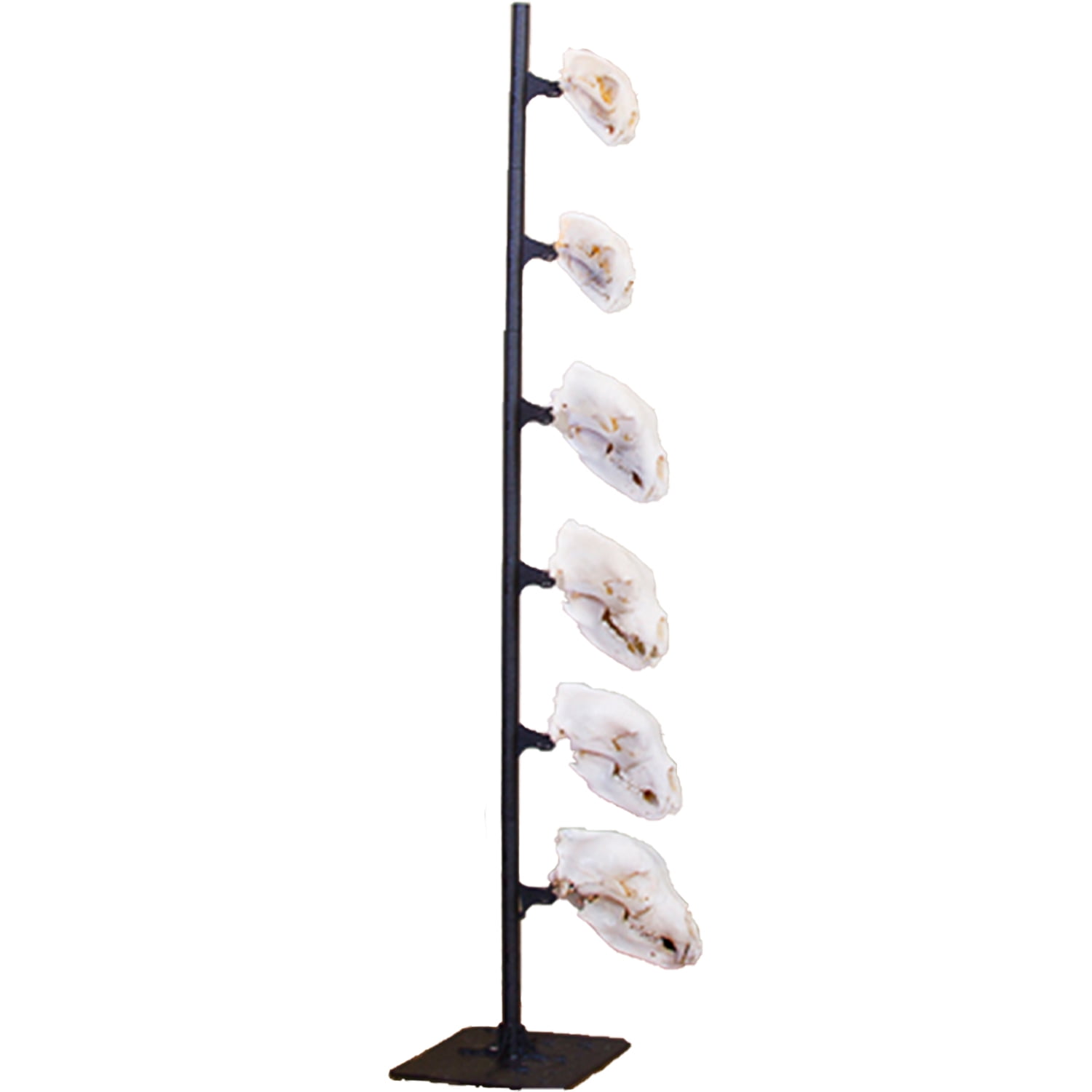 Skull Hooker, Trophy Tree, European Trophy Mount, Holds Up to 5 Skulls ...