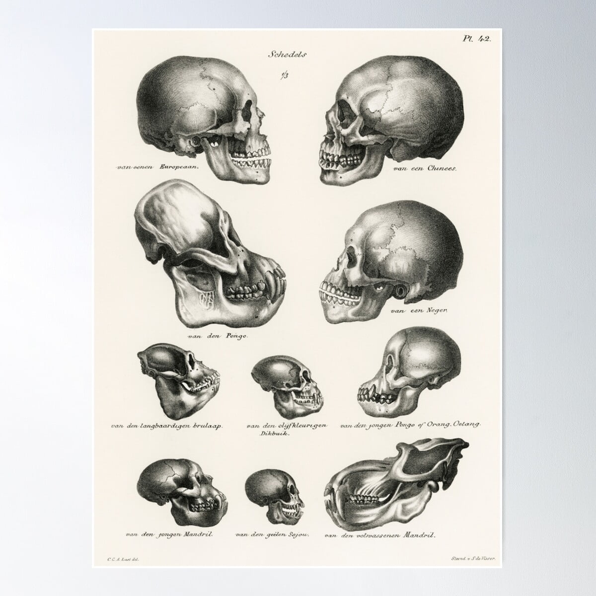Skulls Illustration - Human Evolution Poster Wall Art, Modern Wall ...