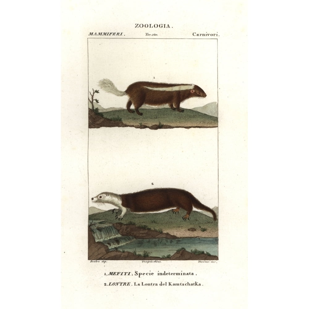 Skunk Species, Mephitis Mephitis, And Seaa Poster Print By ...