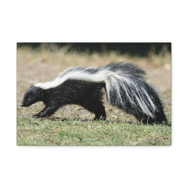Skunks Hunting Skunks on Hunt Print Animal Wall Art Wildlife Canvas ...
