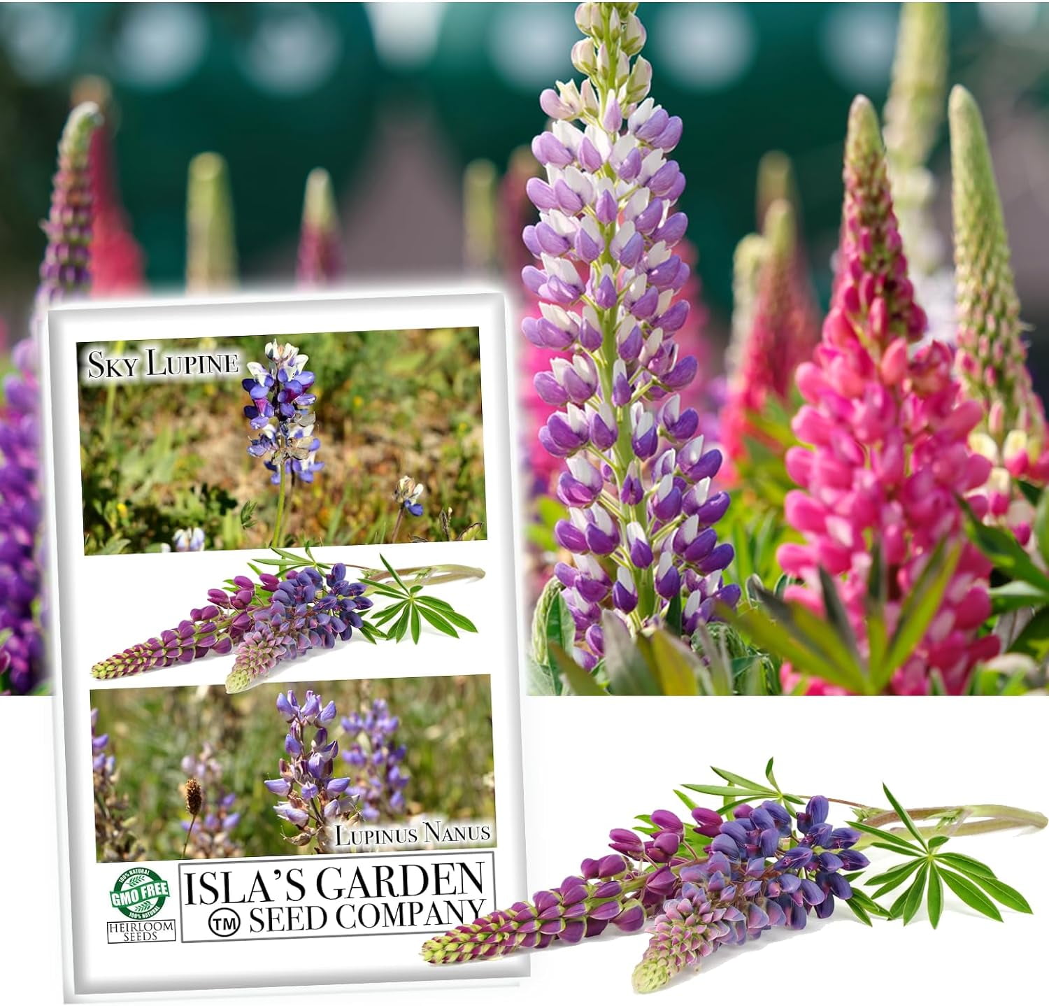 Sky Lupine Perennial Seeds (Lupinus nanus) – 50+ Non-GMO Wildflower ...