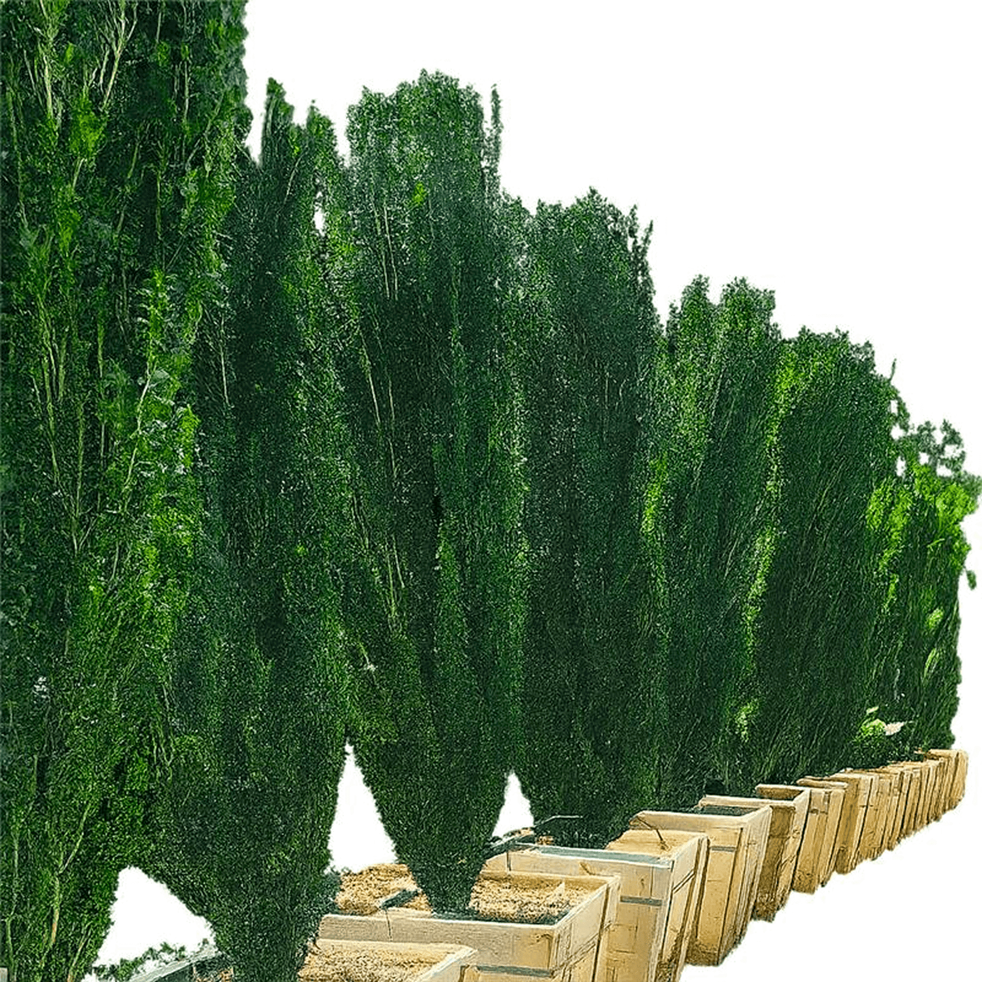 Sky Pencil Holly Live Shrubs, Narrow Evergreen Shrub for Hedges ...