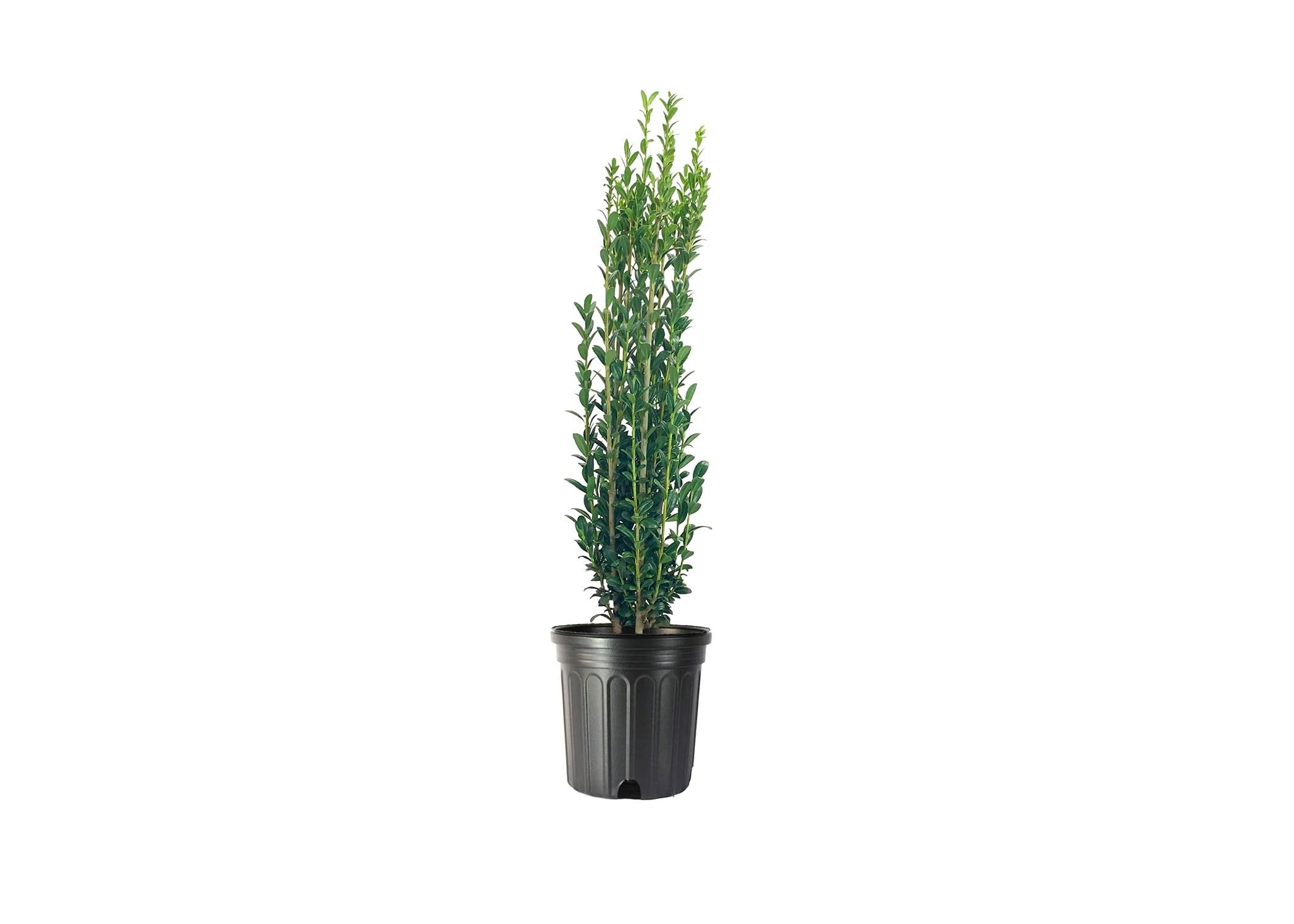 Sky Pencil Japanese Holly - 1 Live Gallon Size Plant - Ilex Crenata ...