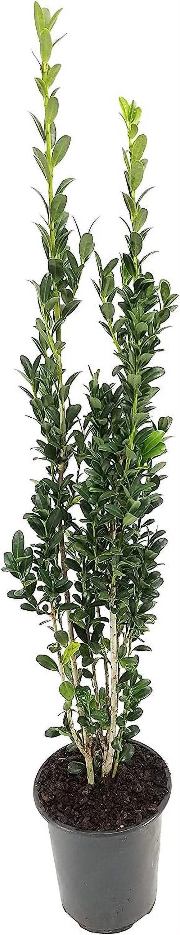 Sky Pencil Japanese Holly - 1 Live Quart Size Plant - Ilex Crenata ...