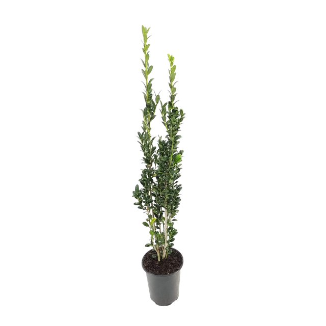 Sky Pencil Japanese Holly - 1 Live Quart Size Plant - Ilex Crenata ...