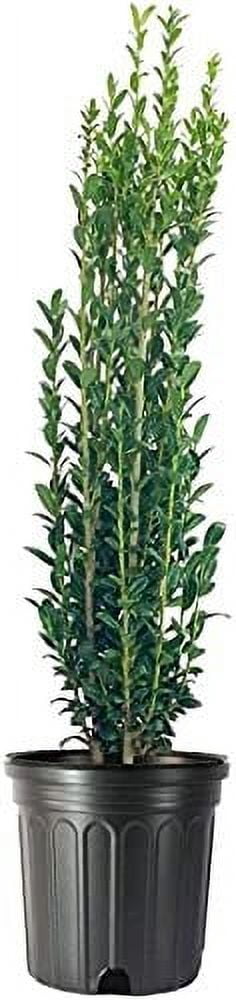Sky Pencil Japanese Holly - 2 Live Gallon Size Plants - Ilex Crenata ...