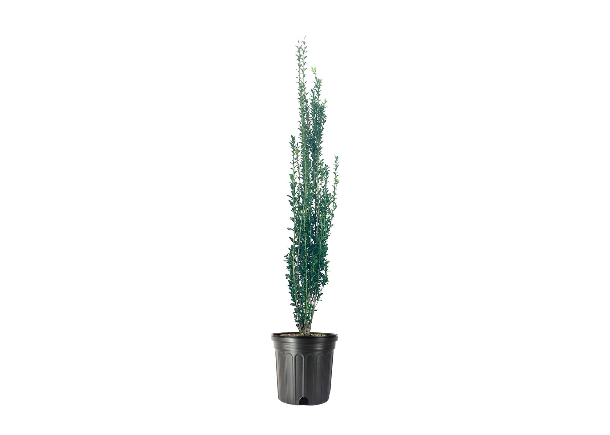 Sky Pencil Japanese Holly - 3 Large 3 Gallon Plants - Low Maintenance ...