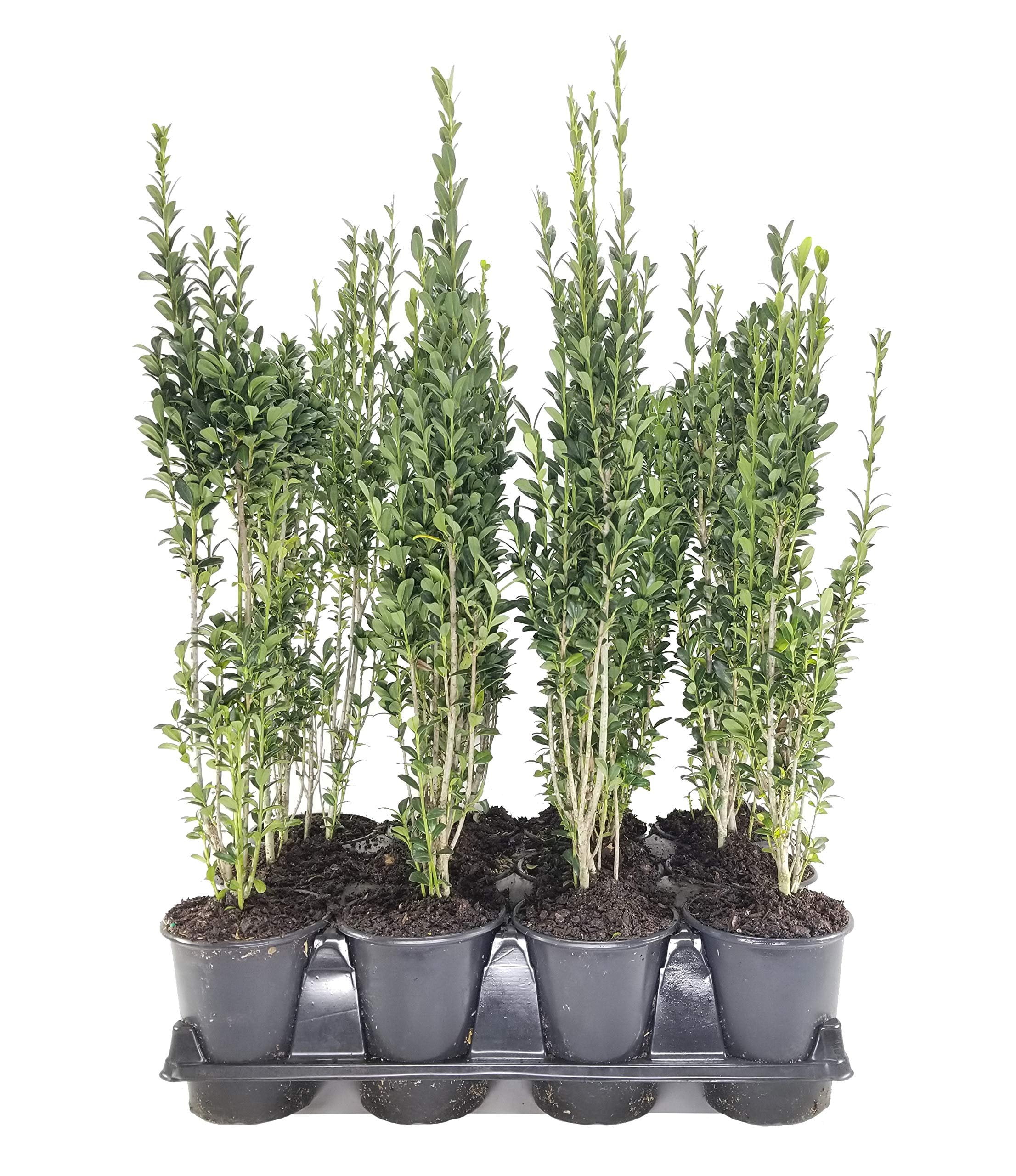 Sky Pencil Japanese Holly - 3 Live Quart Size Plants - Ilex Crenata ...