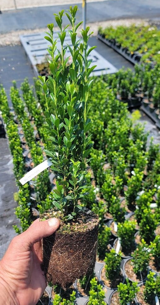 Sky Pencil Japanese Holly Tree - Live Plant ( 1 QT ) - Walmart.com
