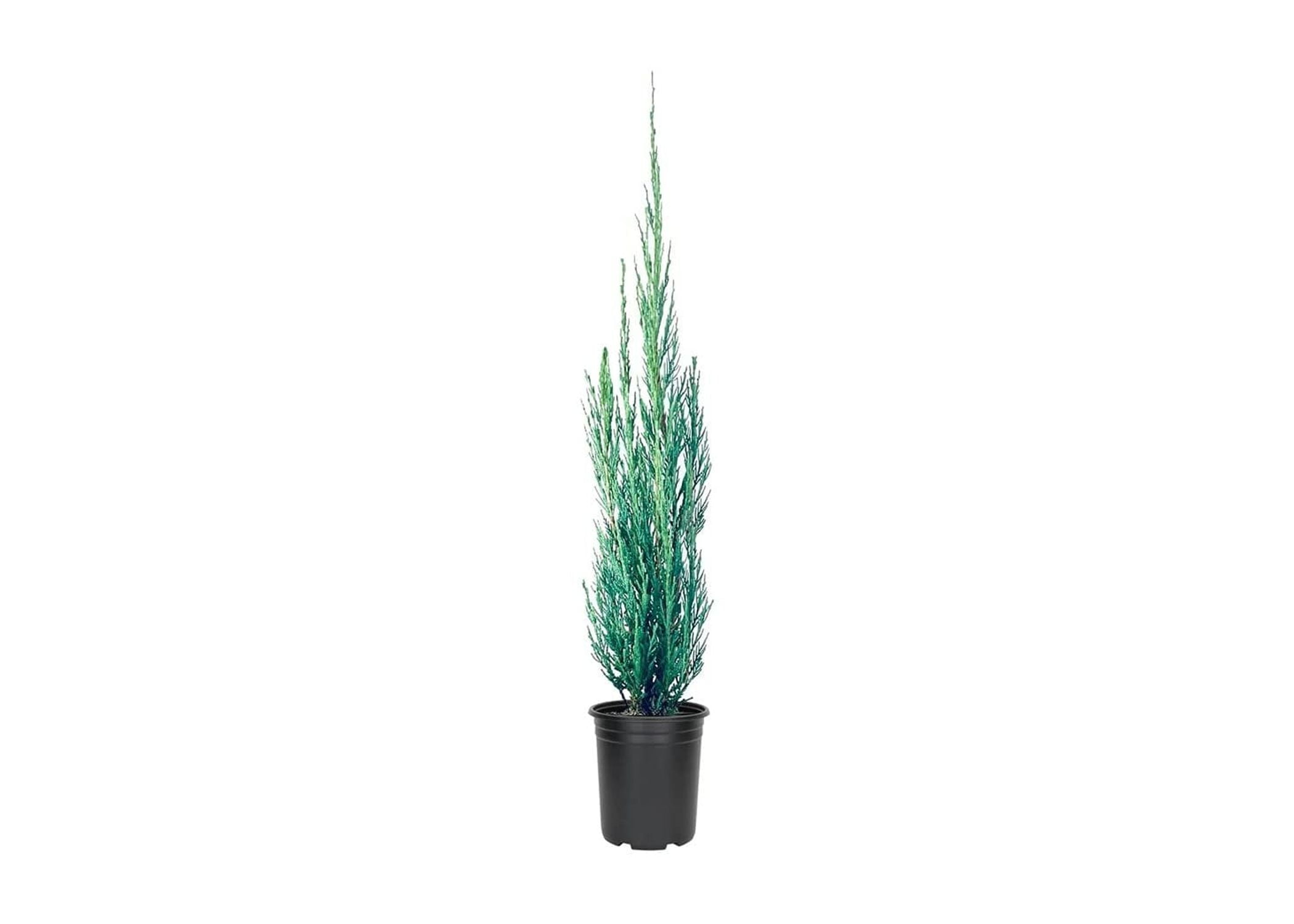 Skyrocket Juniper - 1 Live 4 Inch Pot - Juniperus Scopulorum - Formal ...