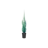 Blue Arrow Juniper - 1 Live Gallon Size Tree - Juniperus Scopulorum ...