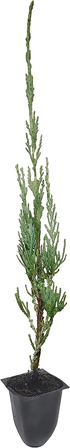 Skyrocket Juniper - 10 Live 2" Pots - Juniperus Scopulorum - Upright ...