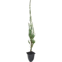 Juniper Scopulorum, Skyrocket Evergreen Tree, 4 Inch Pot - Walmart.com
