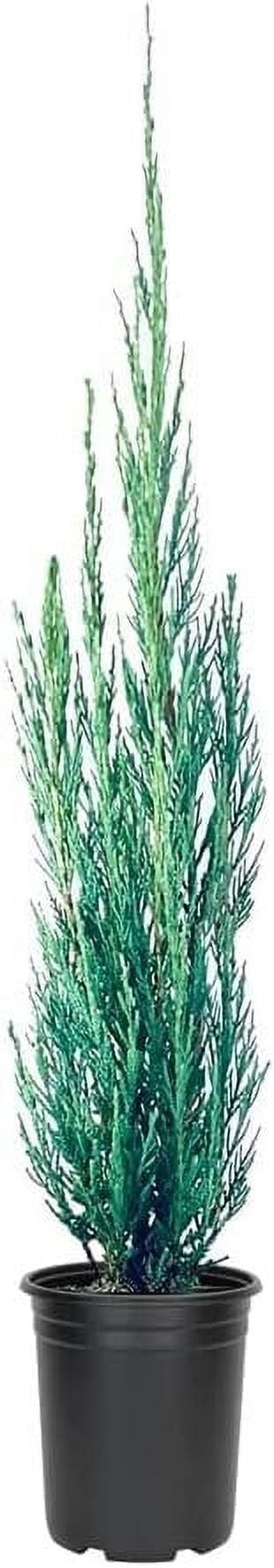 Skyrocket Juniper - 10 Live 4 Inch Pots - Juniperus Scopulorum - Formal ...