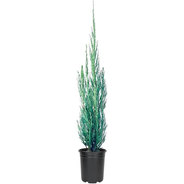 Skyrocket Juniper - 10 Live 4 Inch Pots - Juniperus Scopulorum - Formal ...