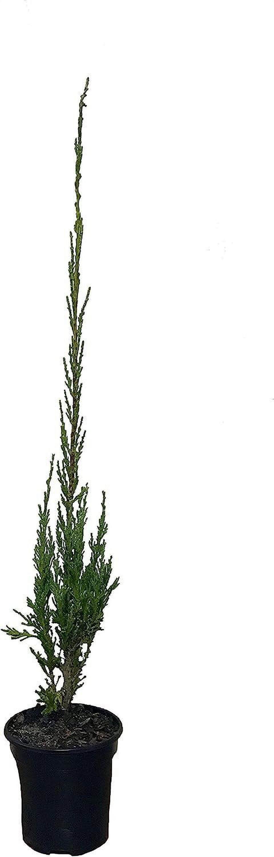 Skyrocket Juniper 15 Live Trees Juniperus Scopulorum Upright Columnar ...