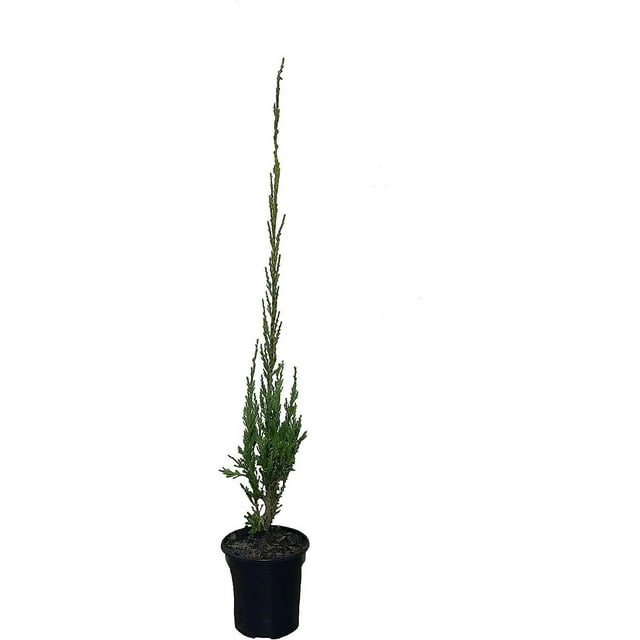 Skyrocket Juniper 15 Live Trees Juniperus Scopulorum Upright Columnar ...