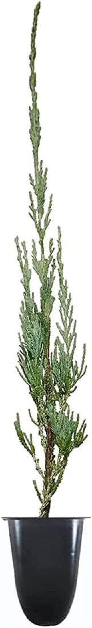 Skyrocket Juniper 15 Live Trees Juniperus Scopulorum Upright Columnar ...
