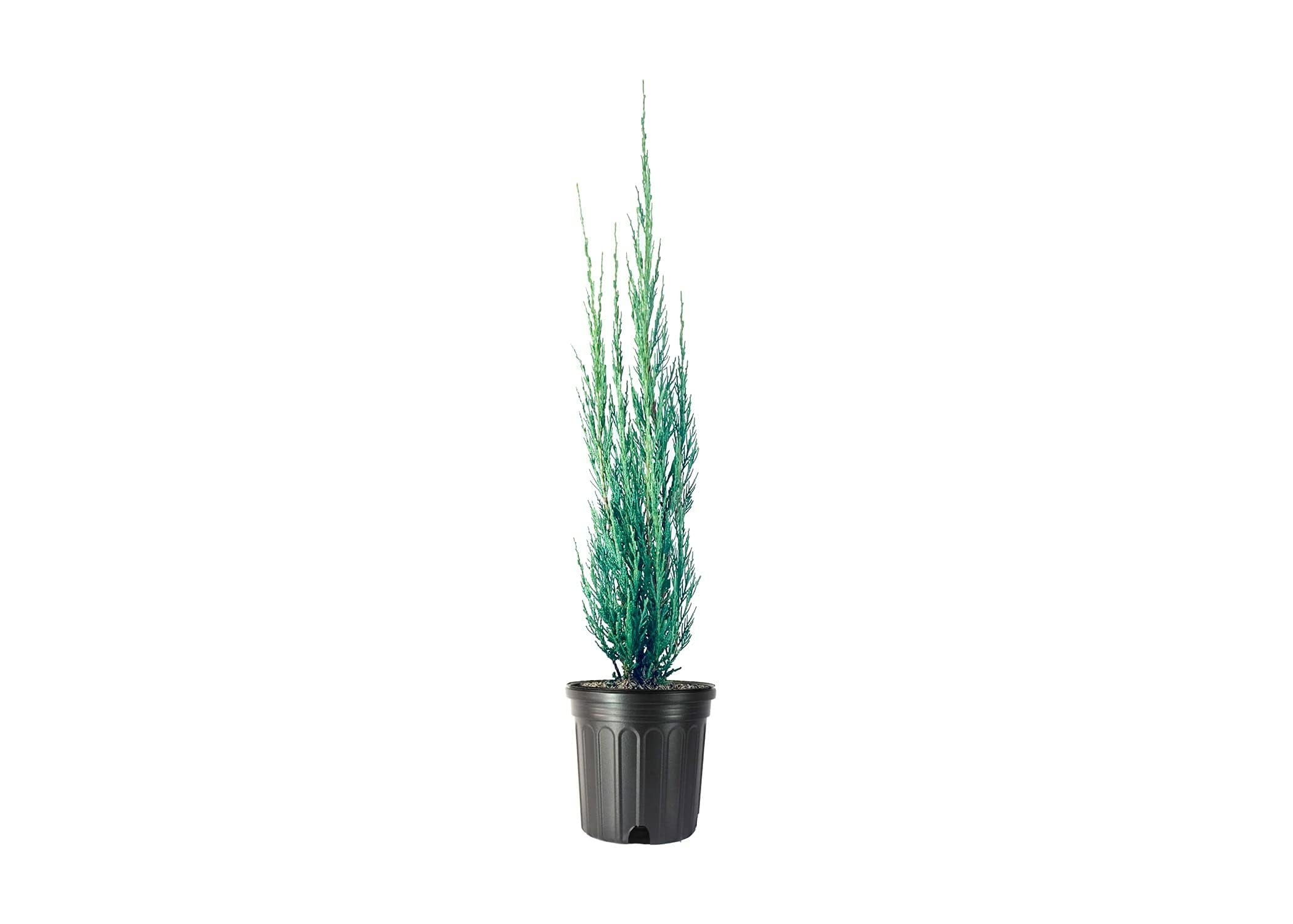 Skyrocket Juniper | 2 Large Gallon Size Plants | Juniperus Scopulorum ...