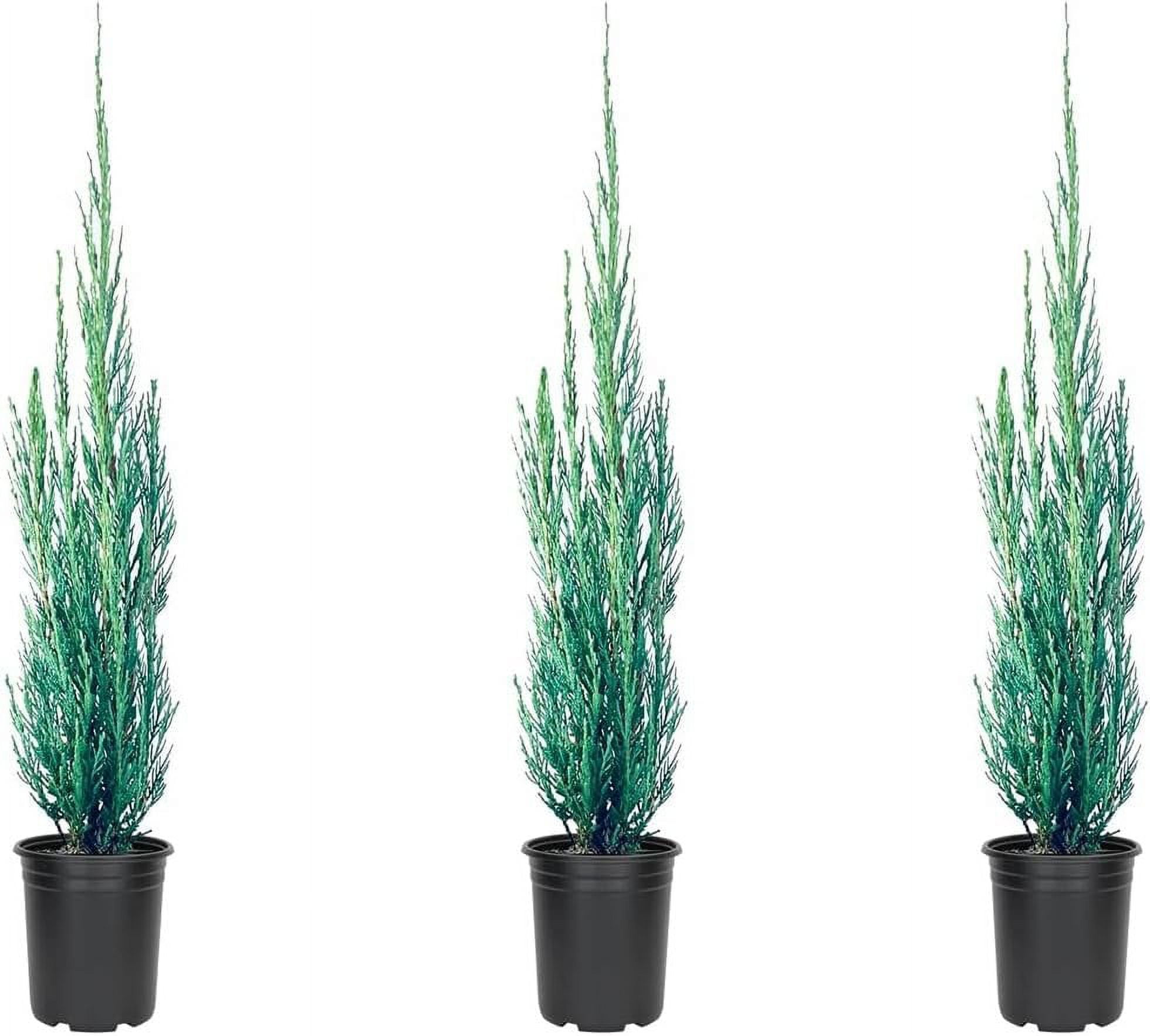 Skyrocket Juniper - 3 Live 4 Inch Pots - Juniperus Scopulorum - Formal ...