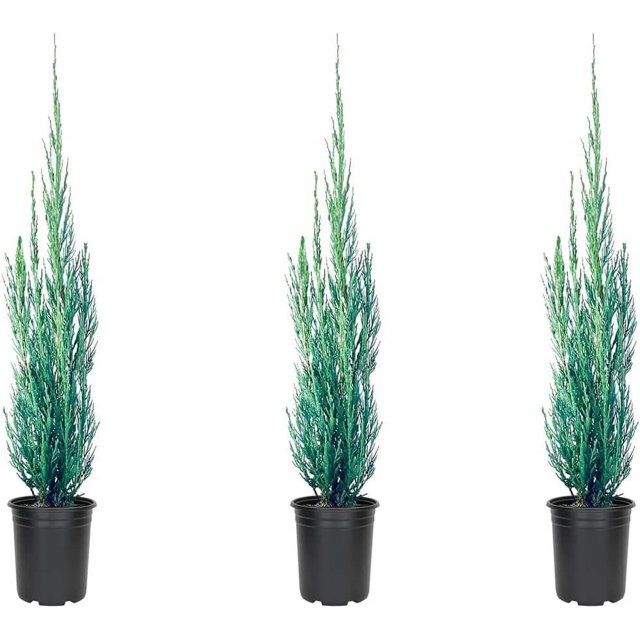Skyrocket Juniper - 3 Live 4 Inch Pots - Juniperus Scopulorum - Formal ...
