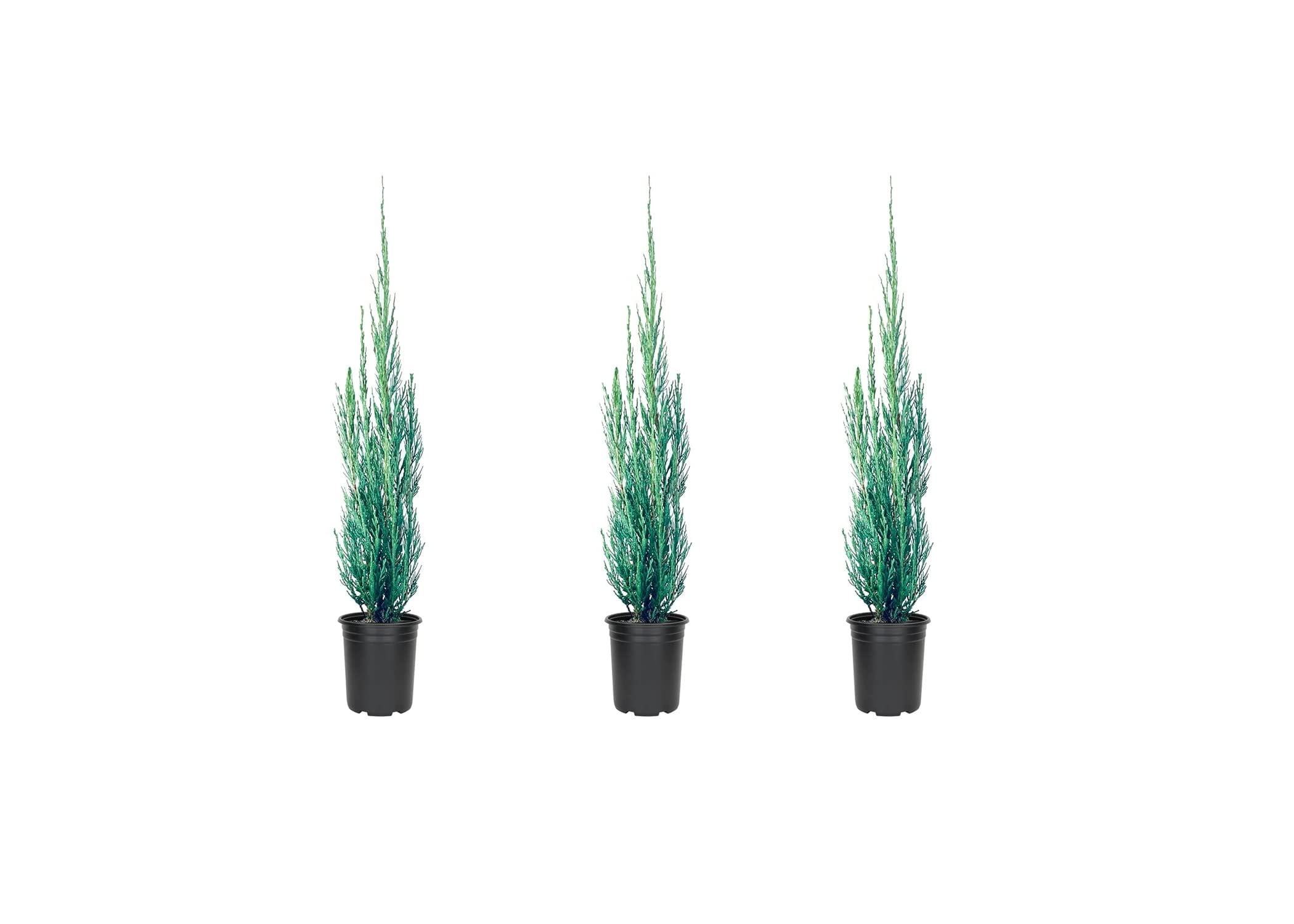 Skyrocket Juniper - 3 Live 4 Inch Pots - Juniperus Scopulorum - Formal ...