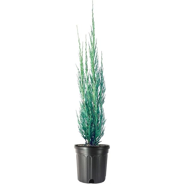Skyrocket Juniper 3 Live Gallon Size Trees Juniperus Scopulorum Drought ...