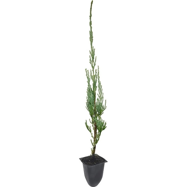 Skyrocket Juniper - 30 Live 2" Pots - Juniperus Scopulorum - Upright ...