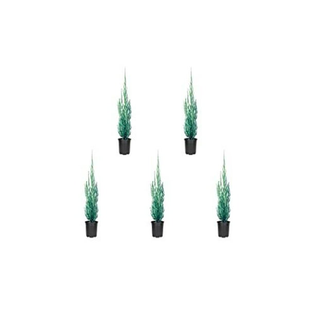 Skyrocket Juniper - 5 Live 4 Inch Pots - Juniperus Scopulorum - Formal ...