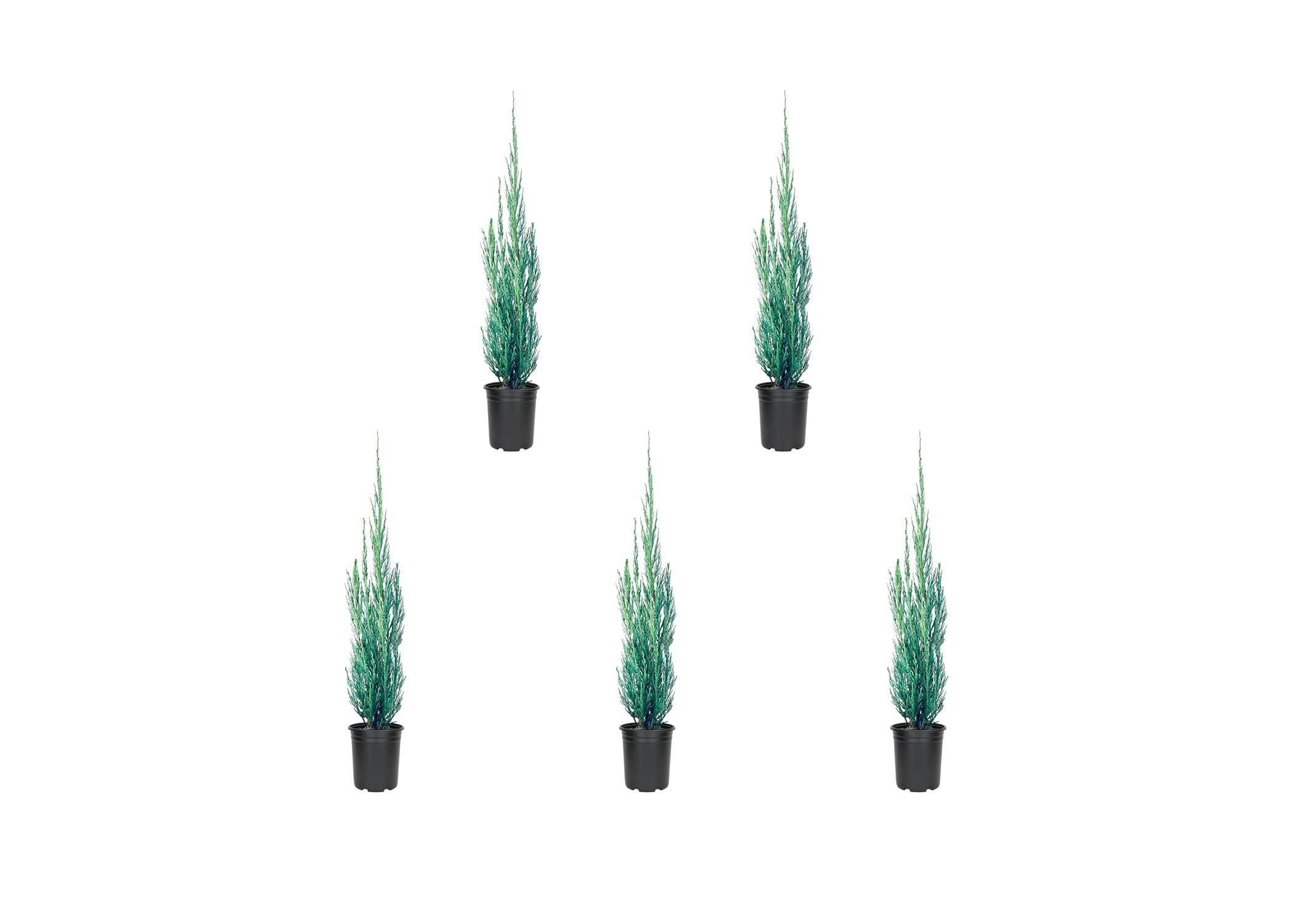 Skyrocket Juniper - 5 Live 4 Inch Pots - Juniperus Scopulorum - Formal ...