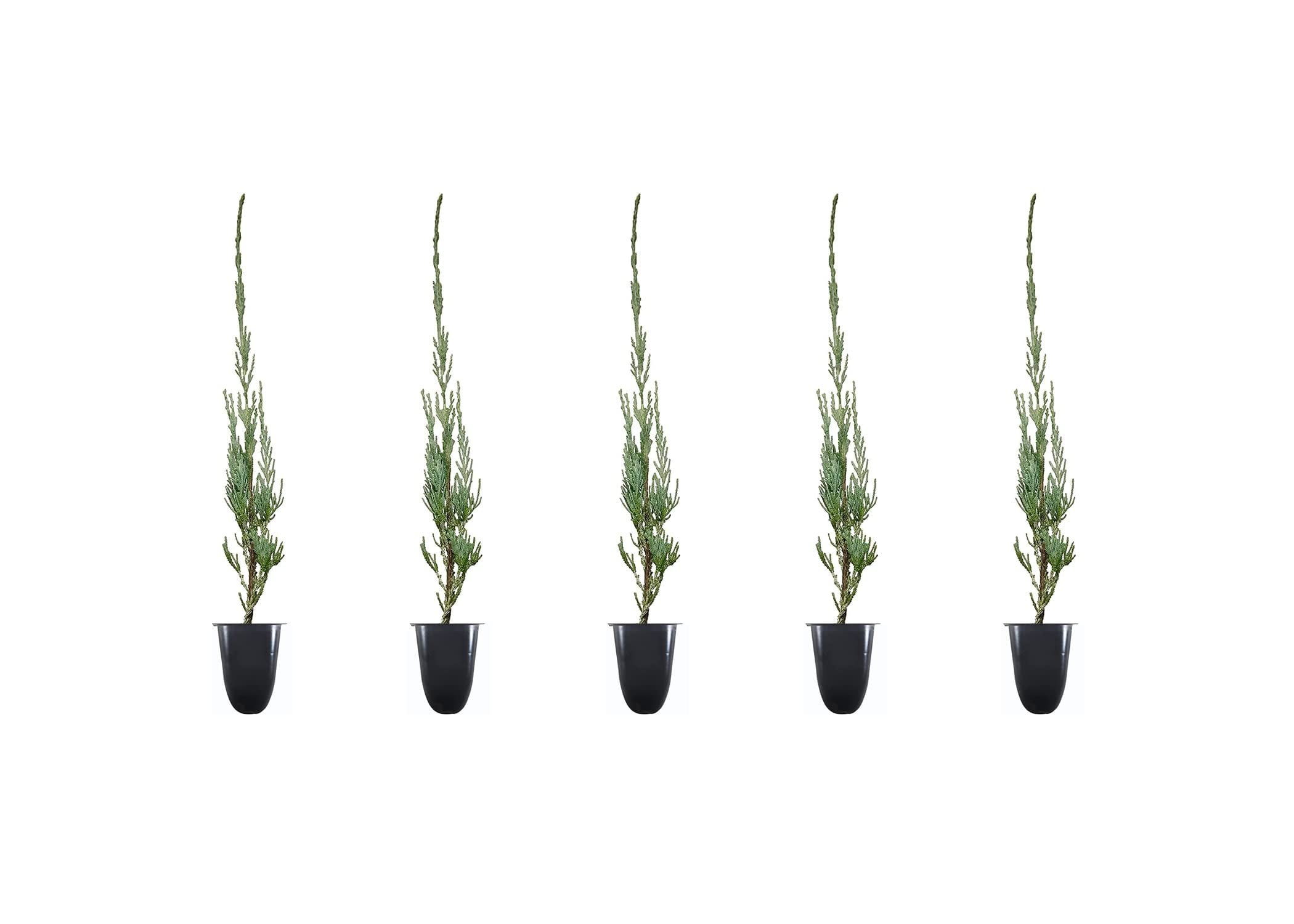 Skyrocket Juniper 5 Live Trees Juniperus Scopulorum Upright Columnar ...